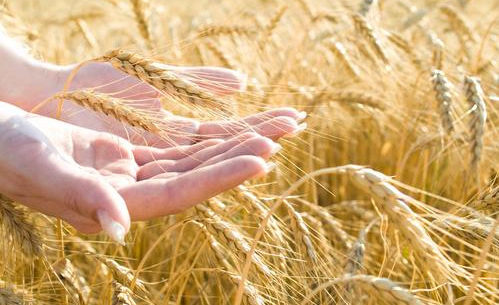 La PROVISIÓN de Dios - La Revista de Rincón